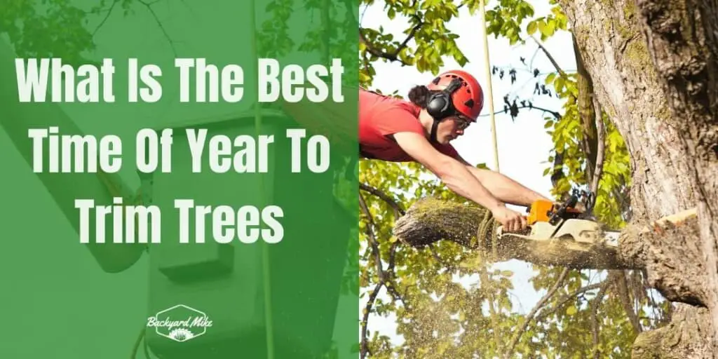 What Is The Best Time Of Year To Trim Trees: Never Cut Your Trees At ...
