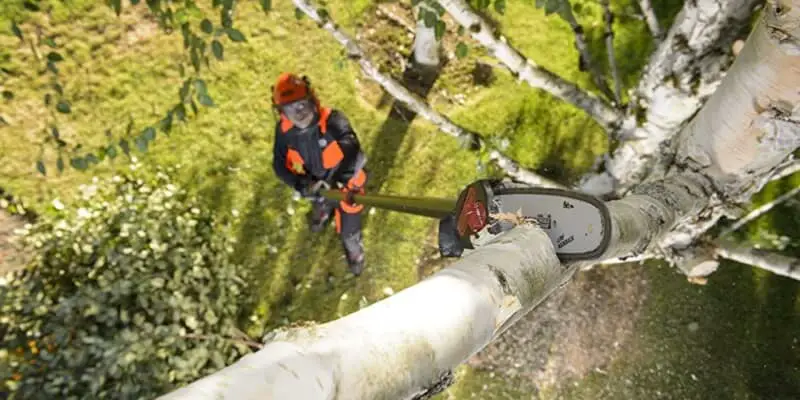 How Does A Pole Saw Work: Maintaining Trees Has Never Been More Effortless