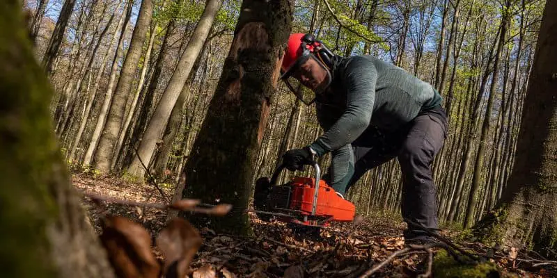 How To Chainsaw a Tree | Backyard Mike