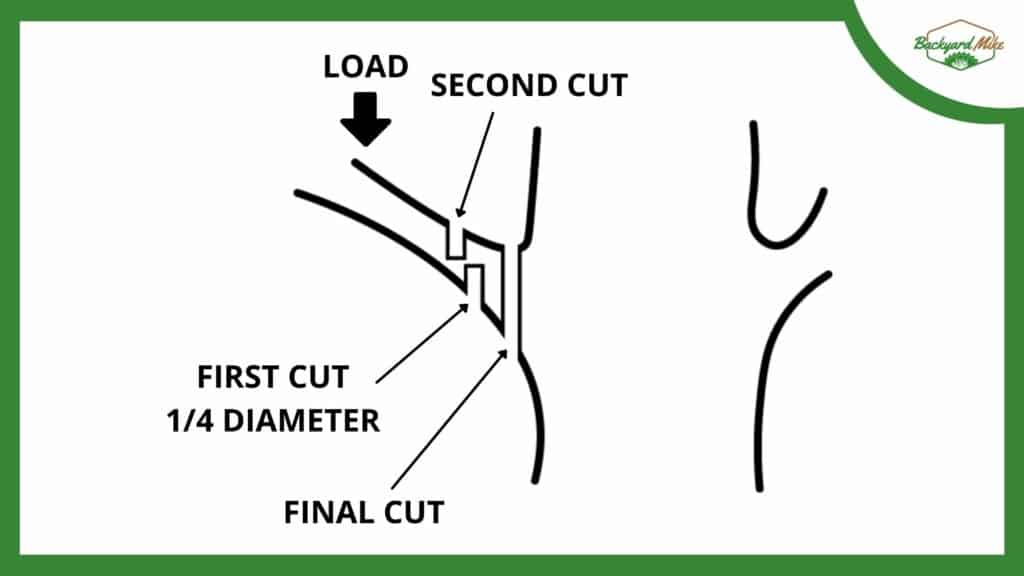 How To Cut Tree Limbs With A Pole Saw: A Step-By-Step Guide To Assist ...