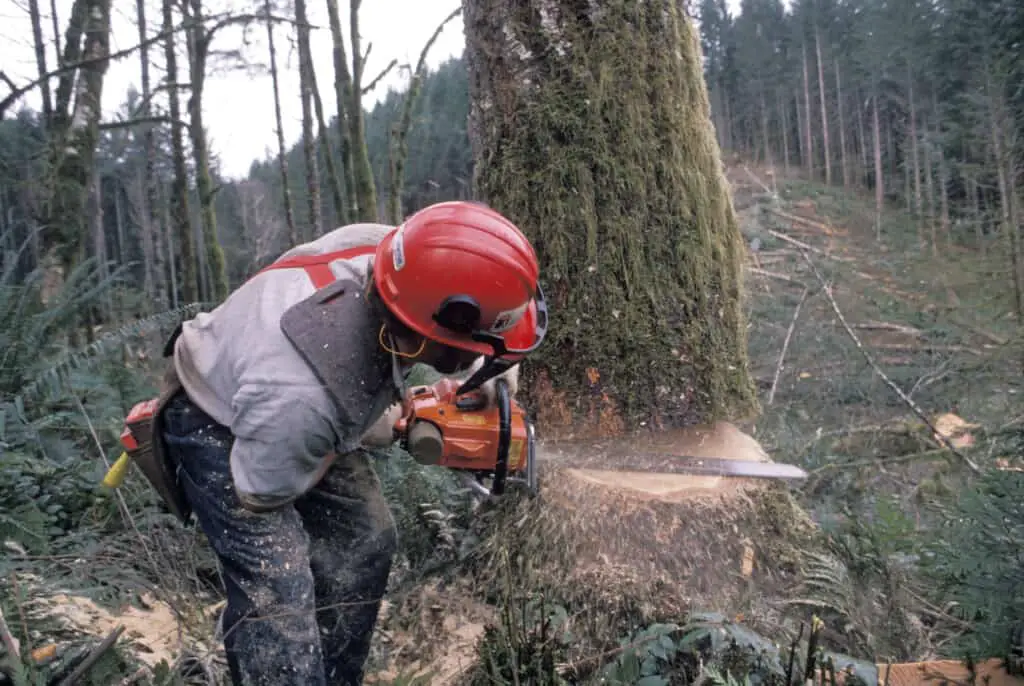 How To Fell A Tree | Backyard Mike