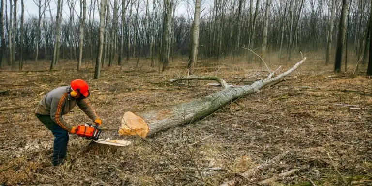 How To Fell A Tree | Backyard Mike