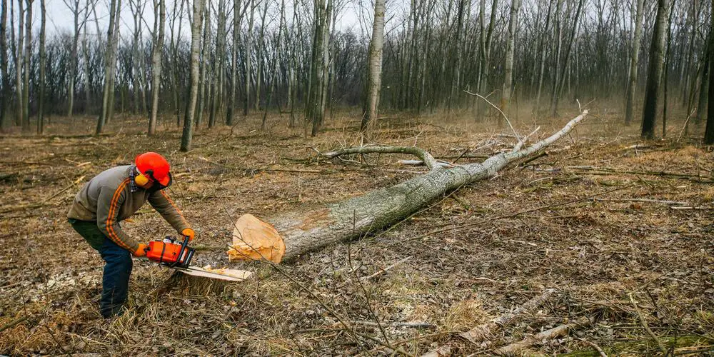 How To Fell A Tree | Backyard Mike