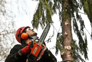 How To Fell A Tree In The Direction You Want | Backyard Mike