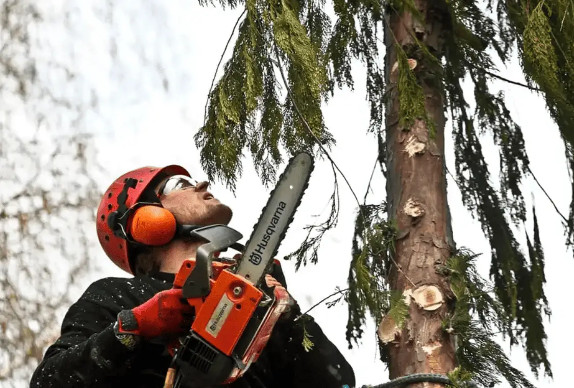 How To Fell A Tree In The Direction You Want | Backyard Mike