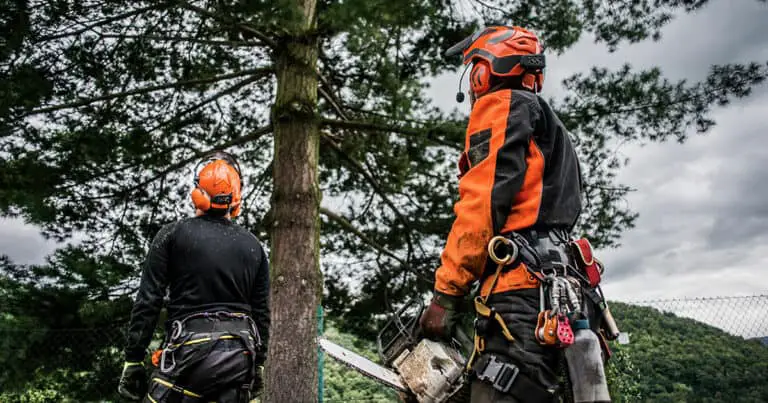 How To Fell A Tree With A Chainsaw | Backyard Mike