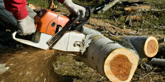 What Is Chainsaw Used For | Backyard Mike